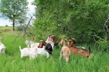 How Goats Work – Bio Goats 2 rent